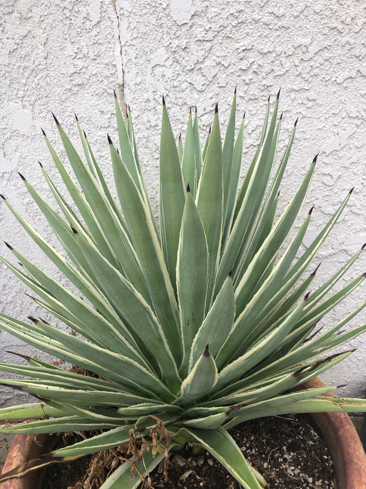 Agave ID help please
