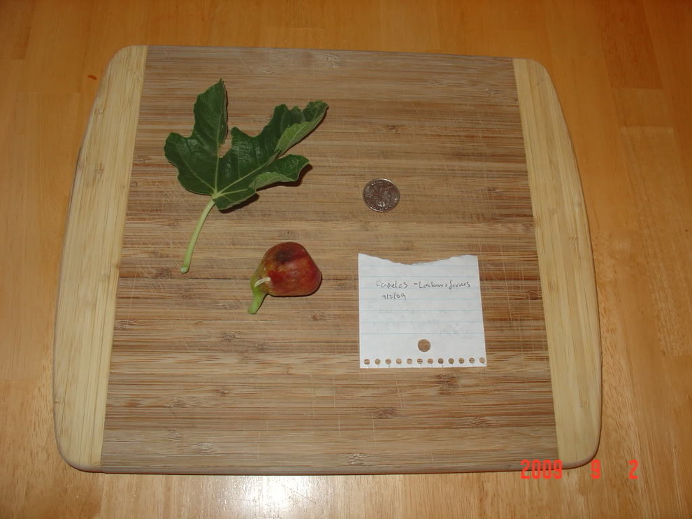 Capelas Fig with Photos