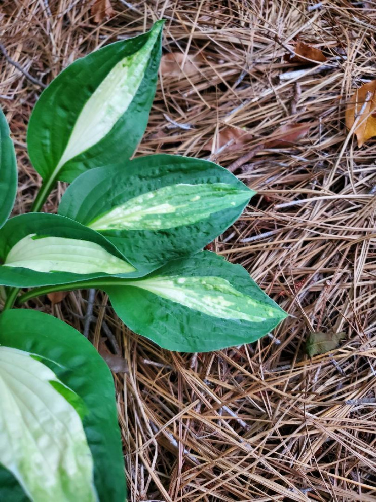 Does This Look Like HVX?