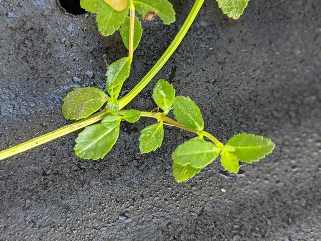 Vine identification