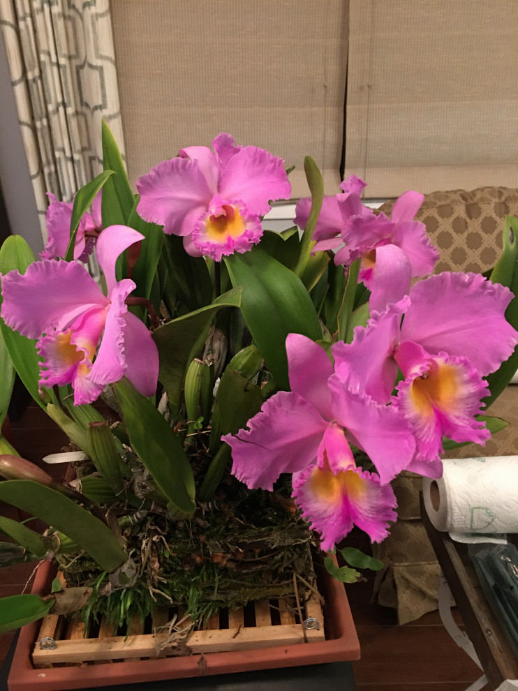 Rlc. Arthur Tanner's Jackie Flinn