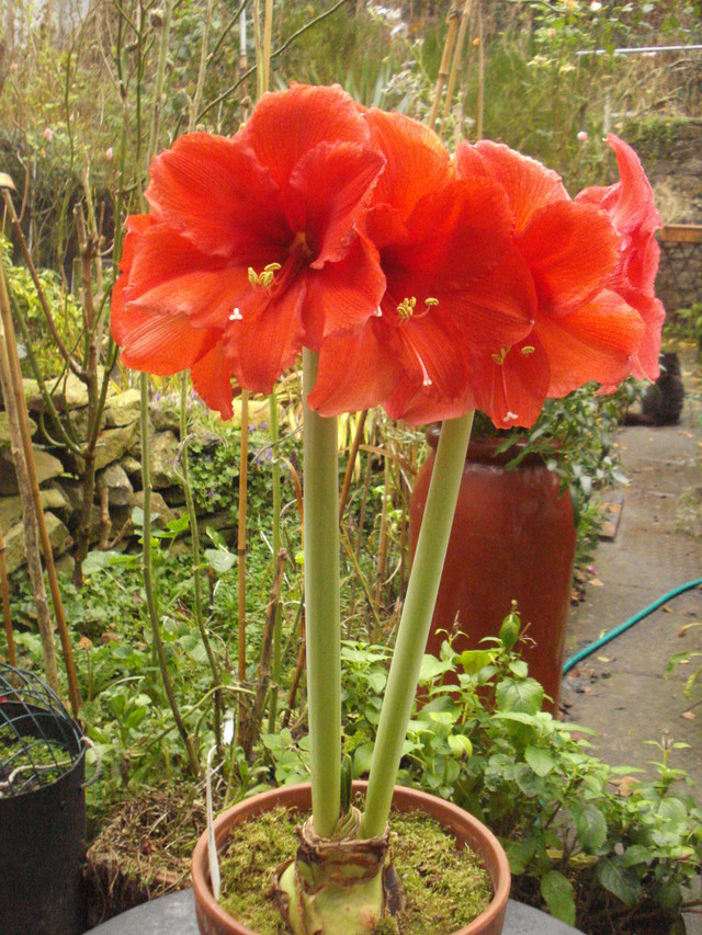 Amaryllis,'Royal Red'.