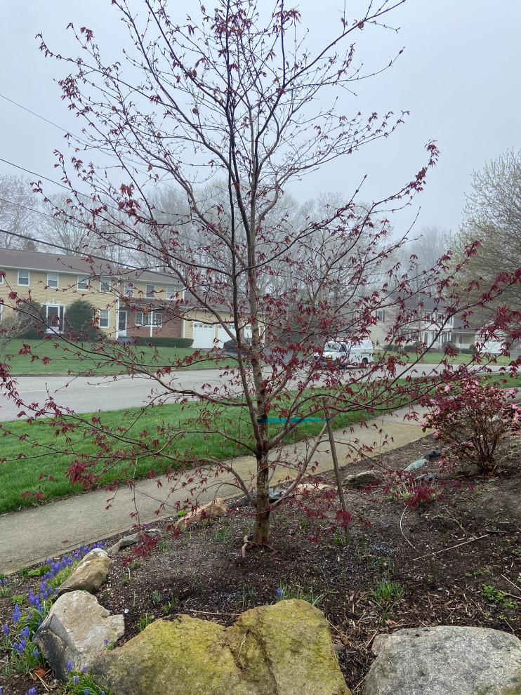 Emperor Japanese maple pruning advice