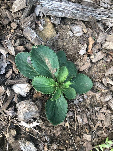 Is this the rosette of some biennial?