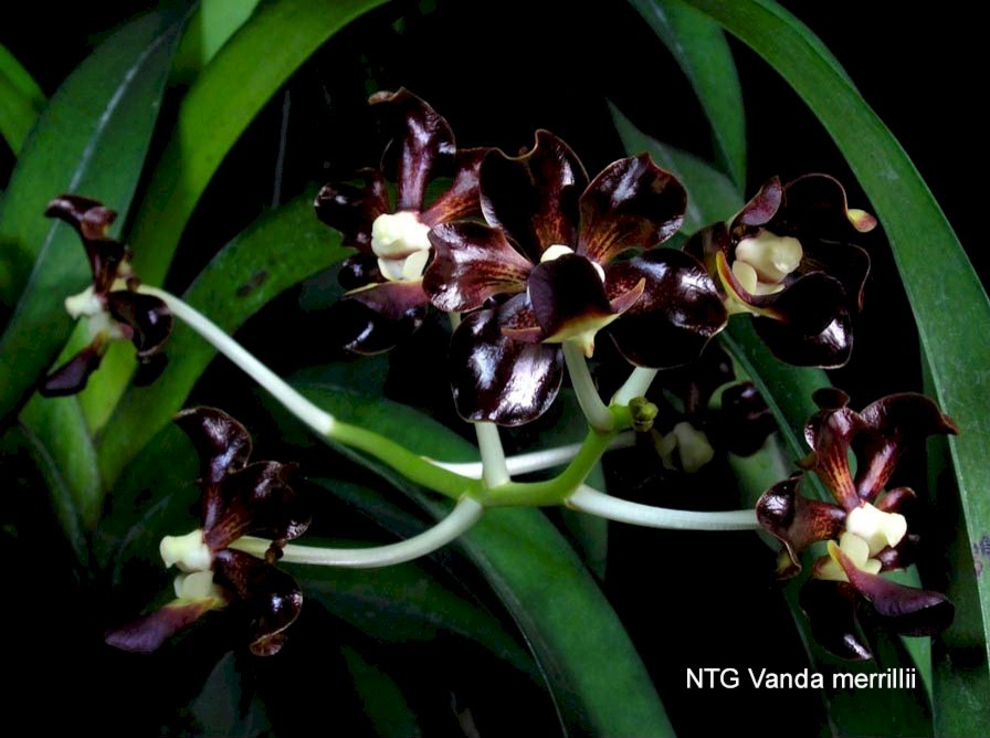 Vanda merrillii