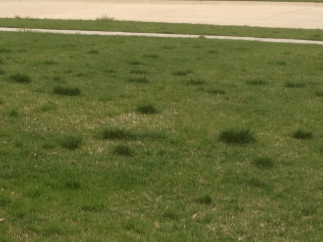 Clumps of "other" grass in my lawn. Best way to get rid of?
