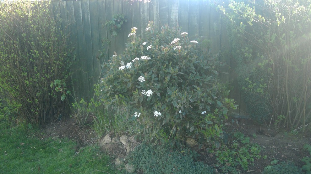 Is this bush alive or dead?!! Help!! | Houzz UK