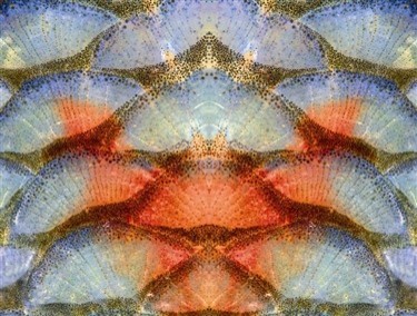 Coral Fins Mural Wallpaper, 4 Panels - Contemporary - Wallpaper - by ...