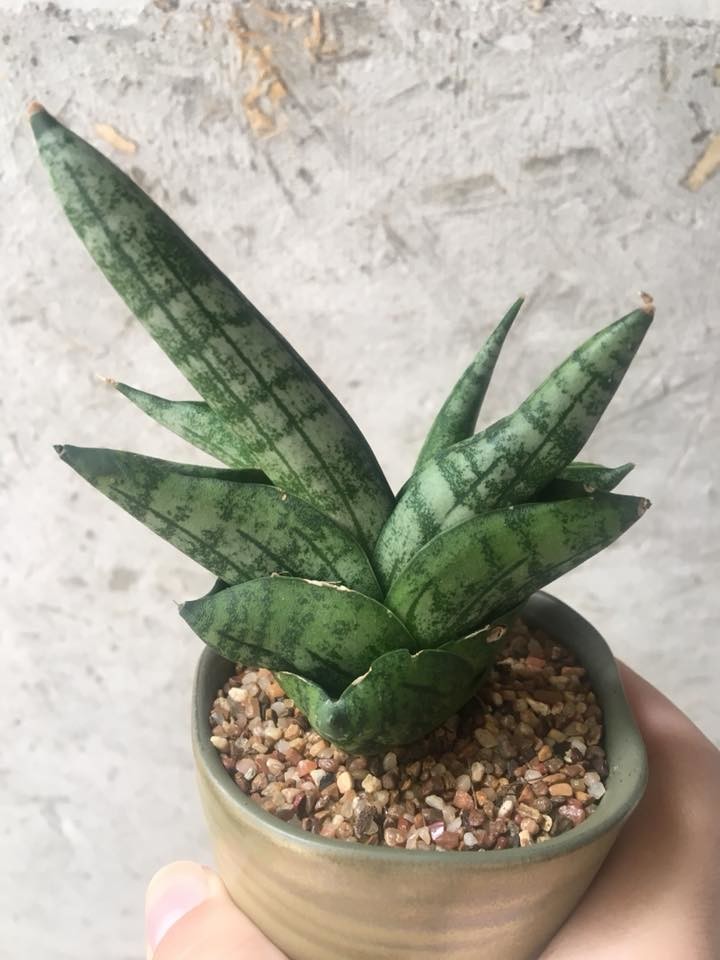 Labeled as sansevieria cylindrica “dragon fingers”