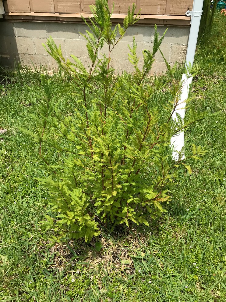 Small clump of bald cypress?