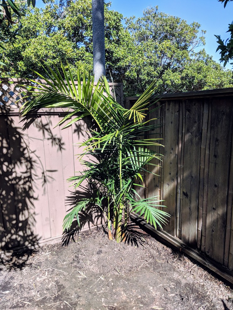 multi trunk king palm