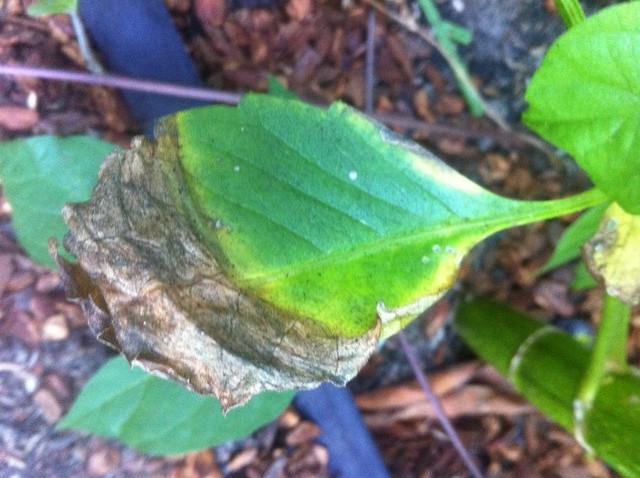 Dahlia foliage problem: whitefly, mites, underwatering or virus ...