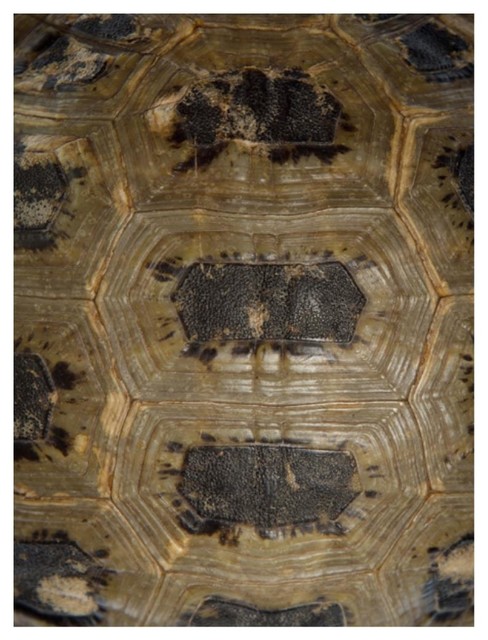 "Carapaced Motif IIIV" Fine Art Piece, 30"x40" - Contemporary ...