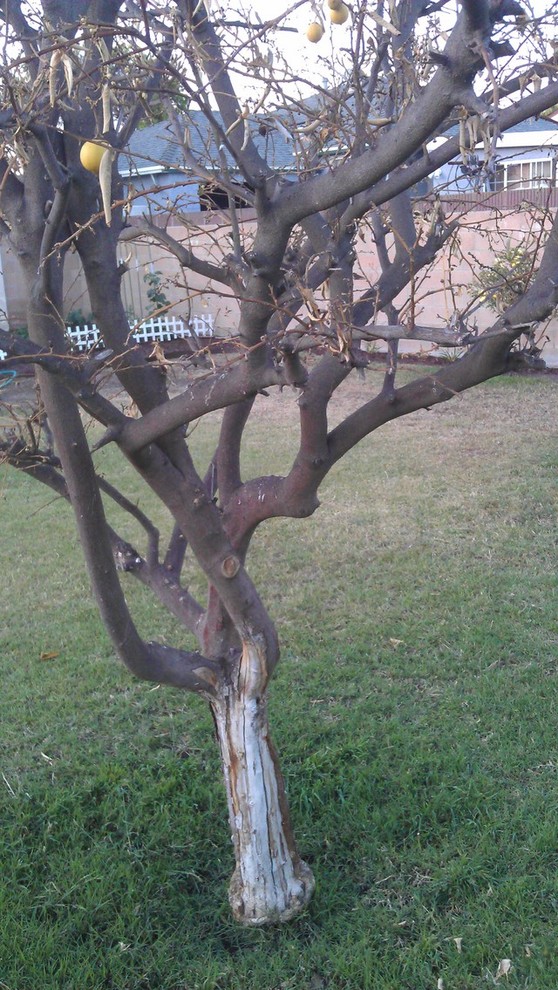Is my tree dead? What can I do?