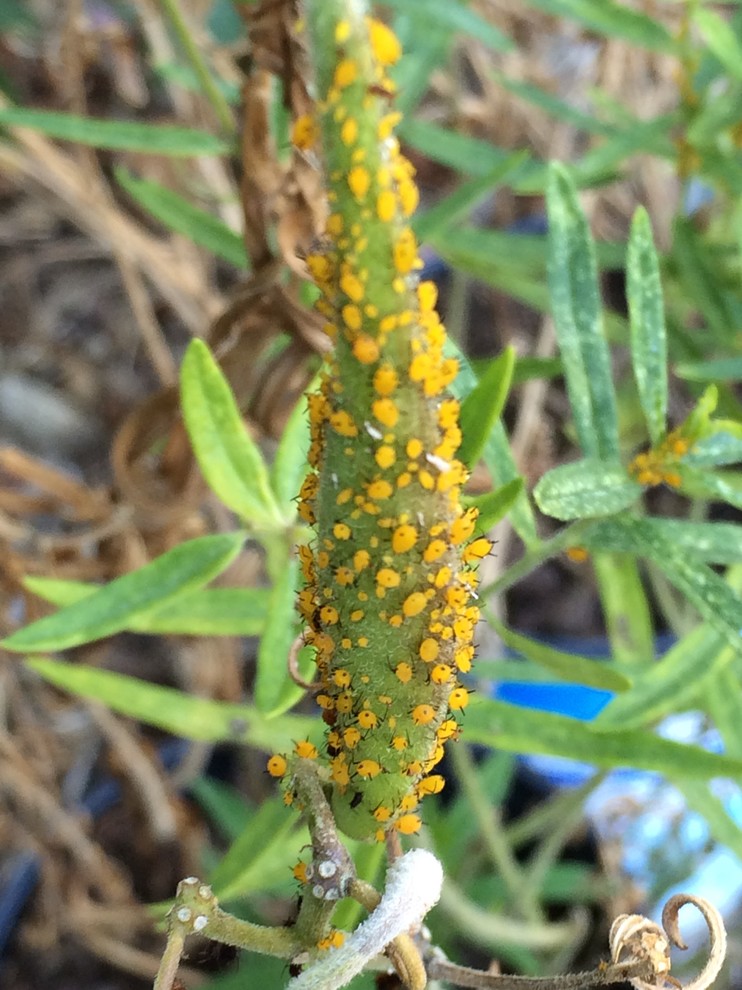 Tiny yellow? Bugs?
