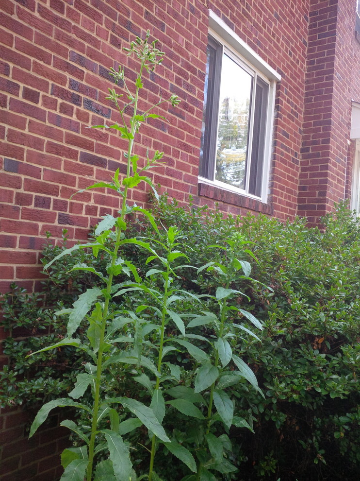 Tall weed?
