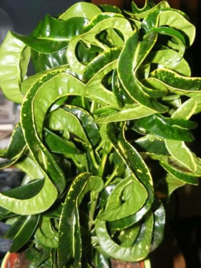 Foliage Plant. Curly Leaves. Only one in a shipment of 200