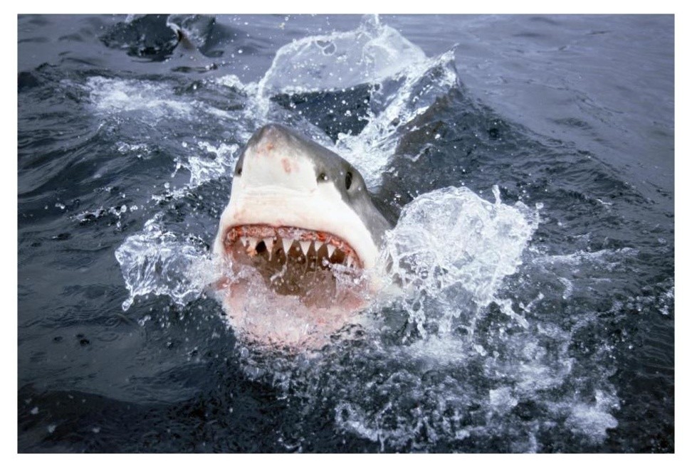 Great White Shark Breaking Surface Of Water To Feed, Neptune, South Australia, 16"x24" - Beach ...