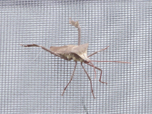 Bug on my screen