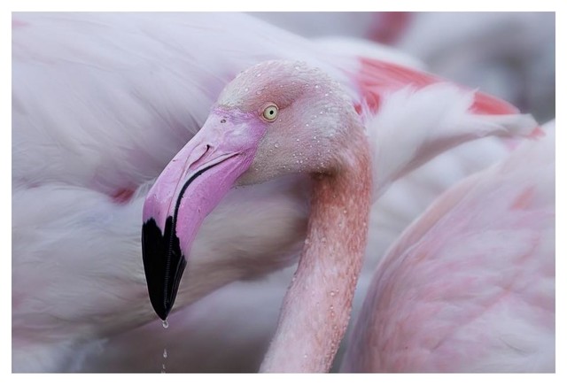 "Unique Mildness" Digital Paper Print by Martine Benezech, 20"x14", 14 ...