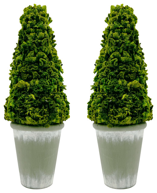 Preserved 17" Cockscomb Cones Topiary, Pot Green, Pair - Modern ...