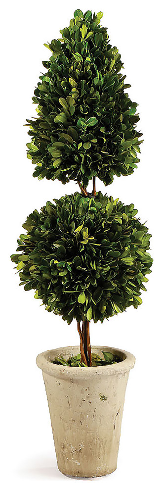 Boxwood Cone and Ball Topiary 25", 8x8x25;Pot: 5x5x6 - Plants - by Napa ...