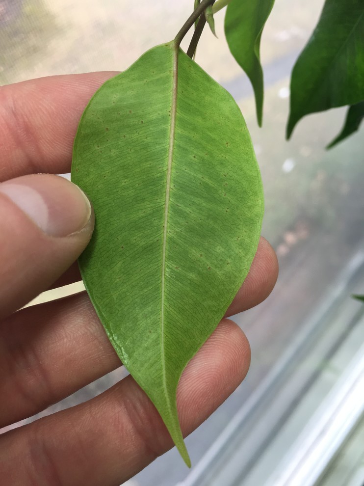 F. Benjamina new pest? What is it?