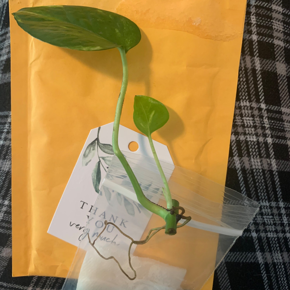 How to propagate golden pothos? | Houzz Forum