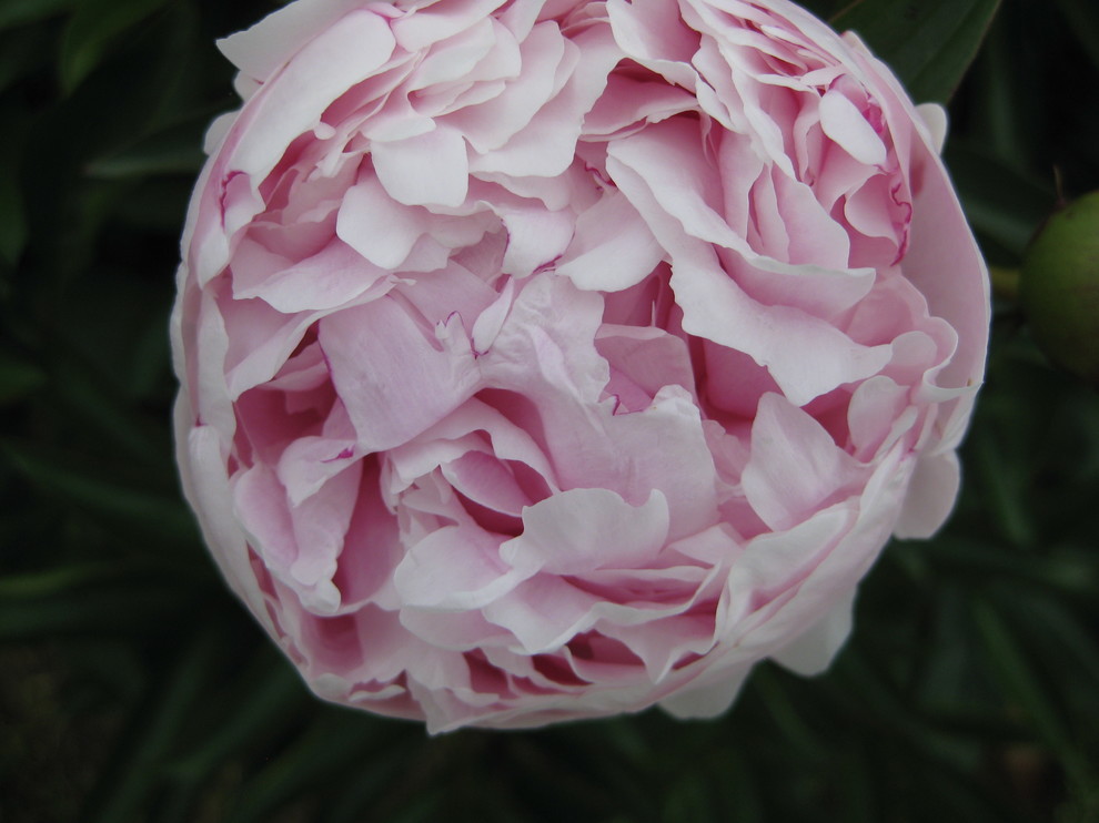 Older peony identification help (please)!
