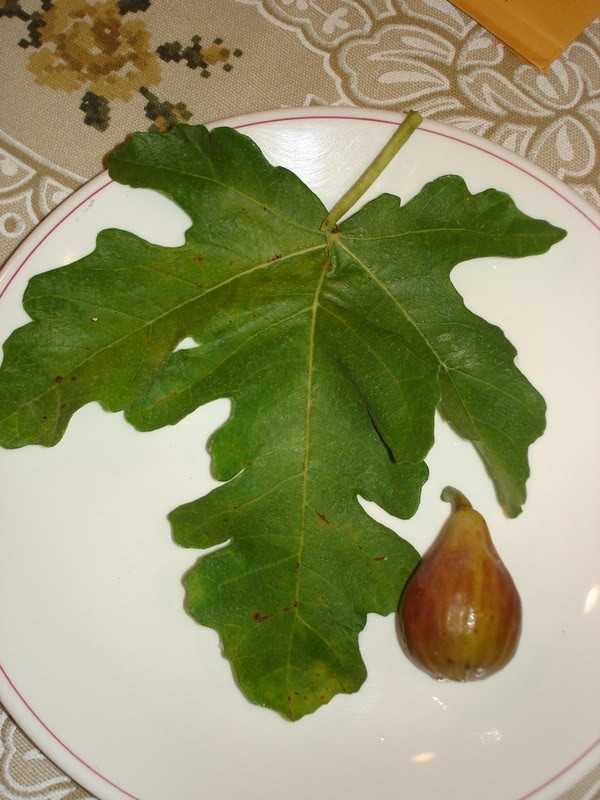 Please Help With Fig Identification