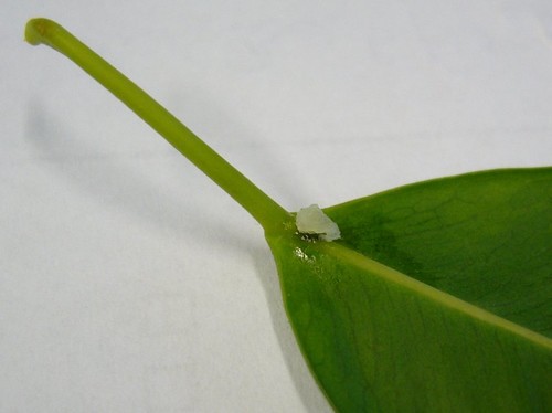 Ficus benjamina 'White Spot' Problem