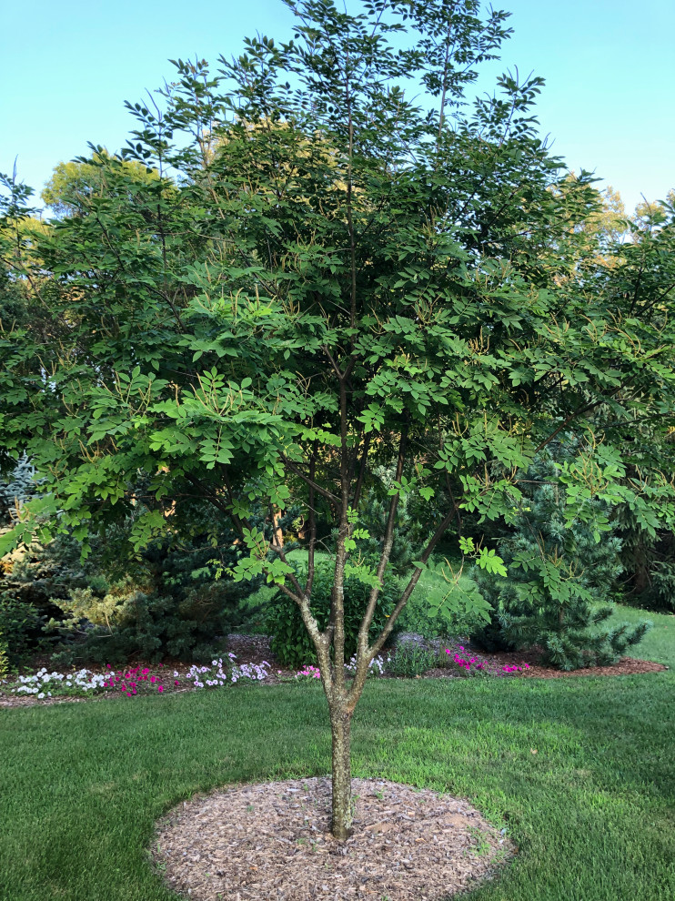 Midsummer flowering trees?