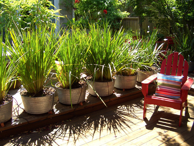 Container Garden Inspiration