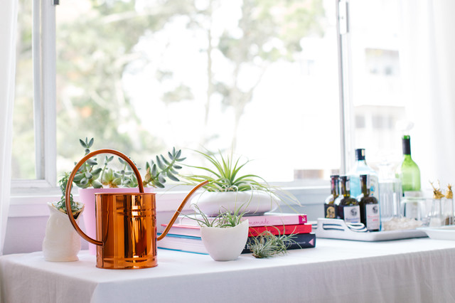 Tiny Pot Plants Trending for All the Right Reasons | Houzz AU