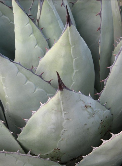 Cold hardy agave?