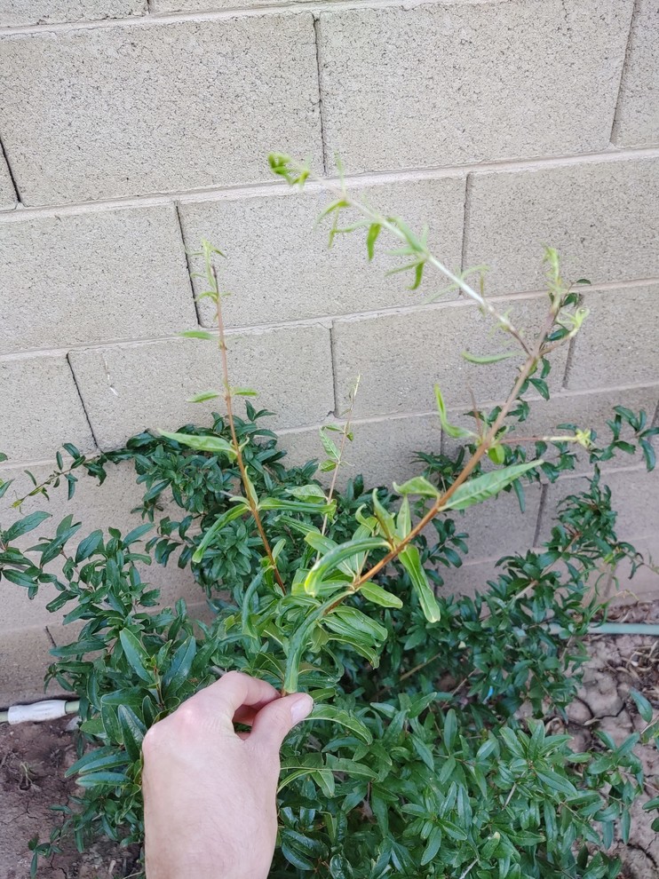 New growth on pomegranate curling and distorted