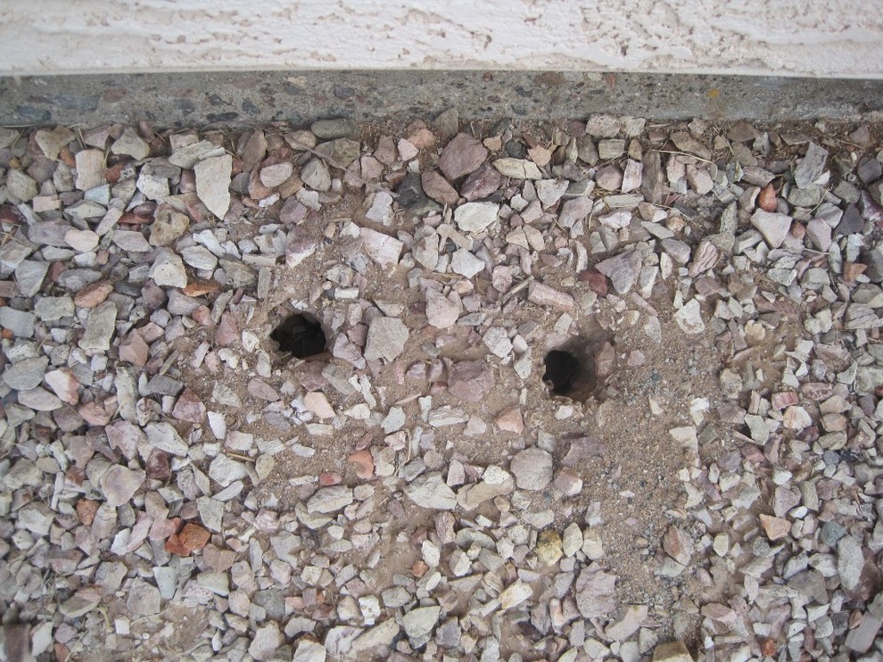 What made these holes in the ground? | Houzz Forum