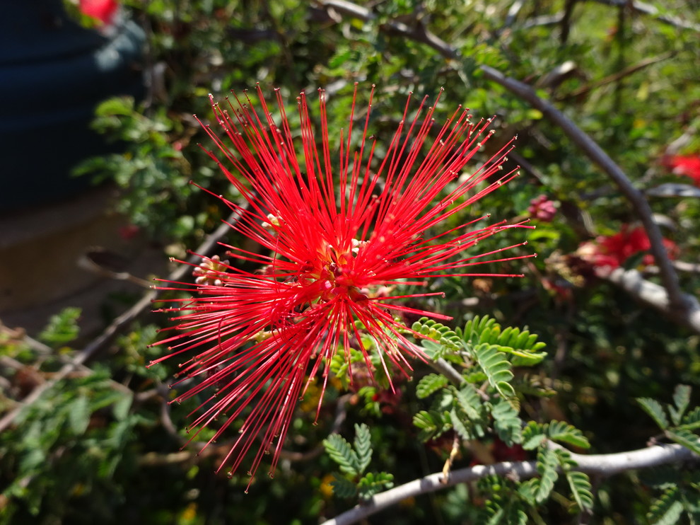 Filament Flower