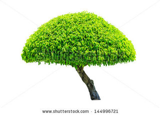 Looking for small umbrella shaped evergreen tree