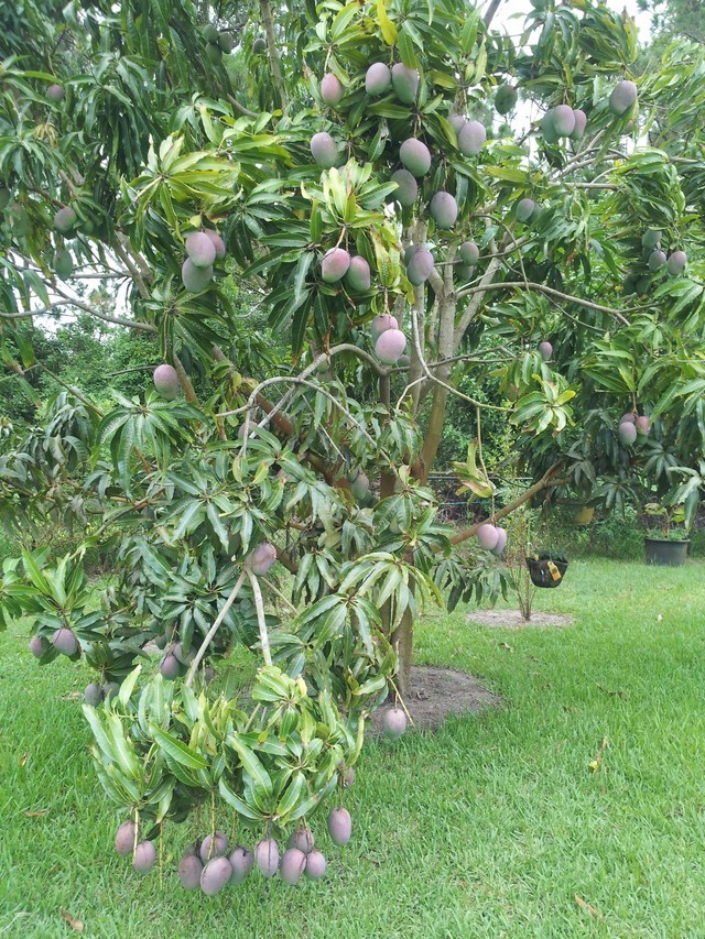 Kent Mango Tree