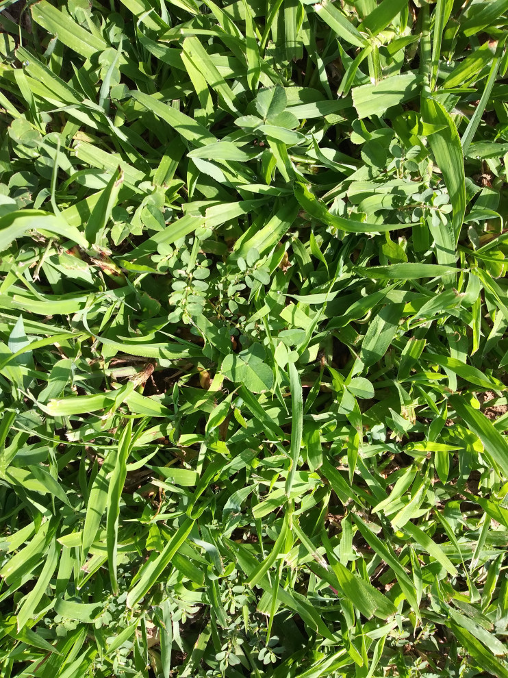 Identify grass type