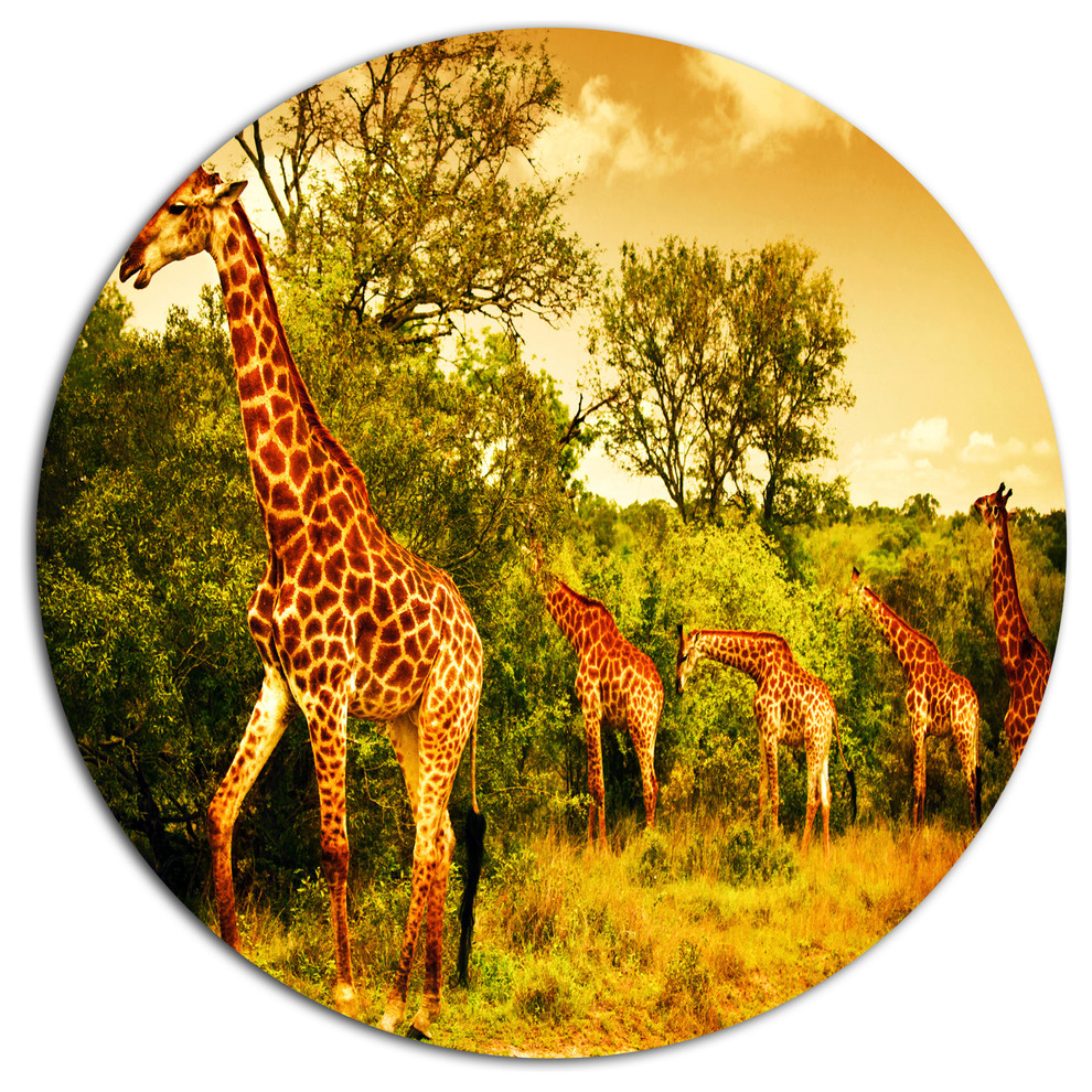 South African Giraffes, African Round Wall Art Print, Disc of 36 inch ...