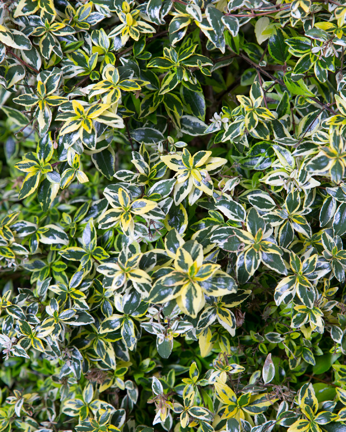 Lemon Zest™ Abelia Abelia x grandiflora 'Hopley's' - Miami - by ...