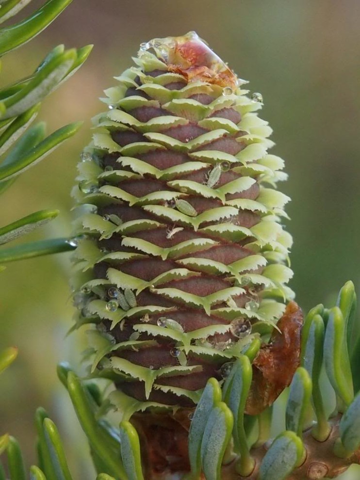 fir bug id?