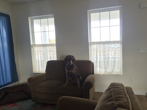 How many curtain panels for this pair of windows?