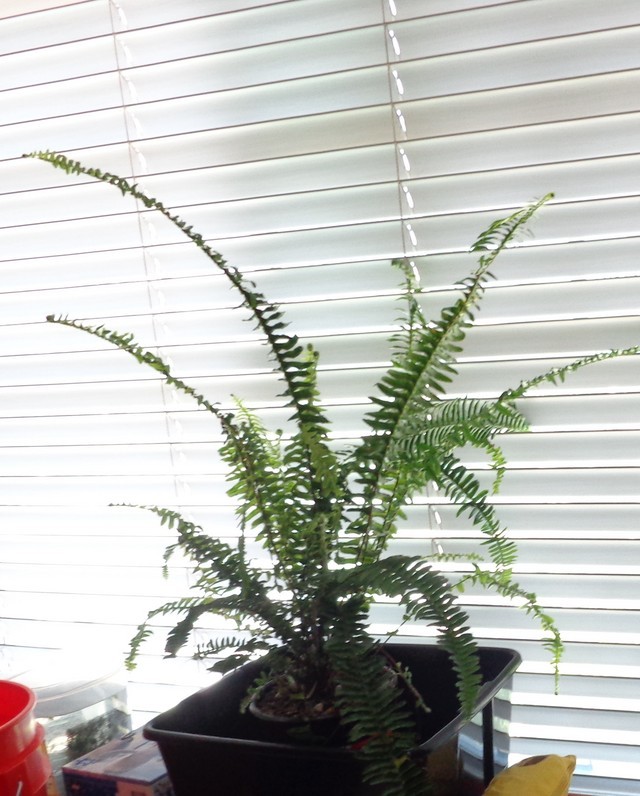 Can hydroponics/aquaculture work with Boston fern plants?