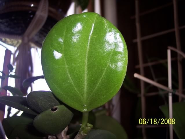 Hoya Pachyclada and Hoya Meliflua ssp. Fraterna