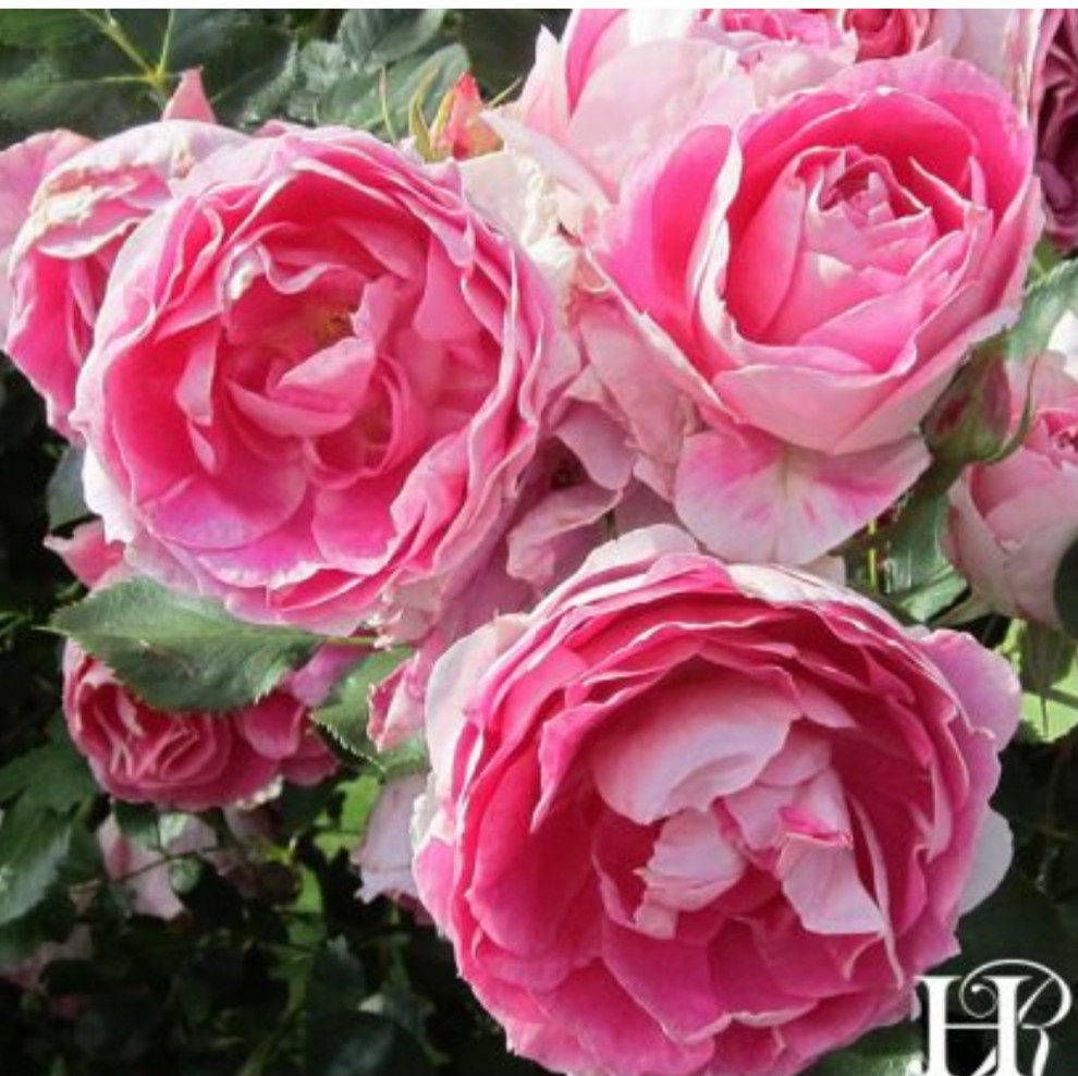 Carefree Wonder Rose -Magnificent- Share Photos-Praises | Houzz Forum