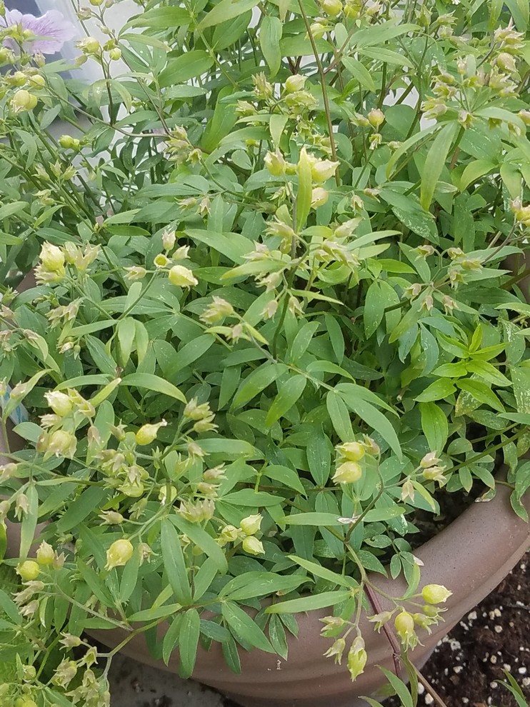 deadhead Jacob's Ladder for continual flowers?