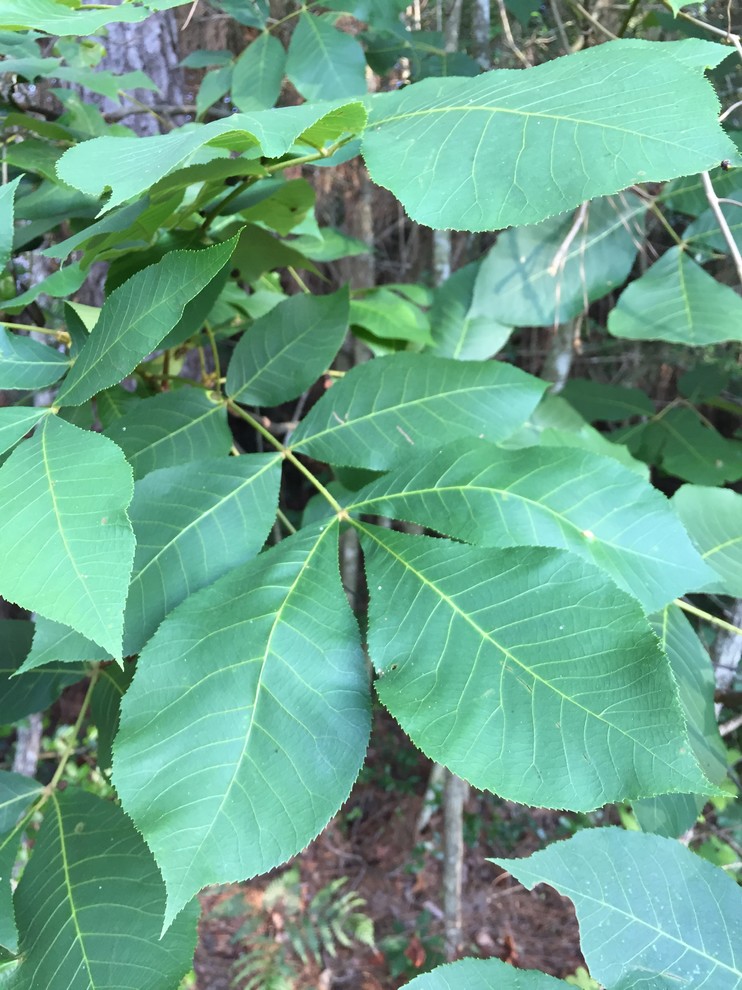 Opposite, compound leaf with leaf galls